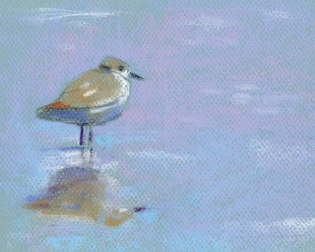 Bird Print, Piping Plover, Ocean Painting, Art Print, Oil Painting ...