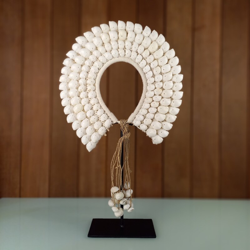 Sea Shell Display - Etsy