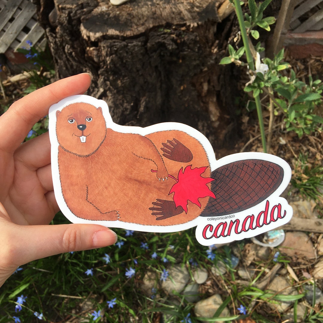 Canadian Beaver Bumper Sticker, Funny Canada Car Decal, Naughty Animals ...