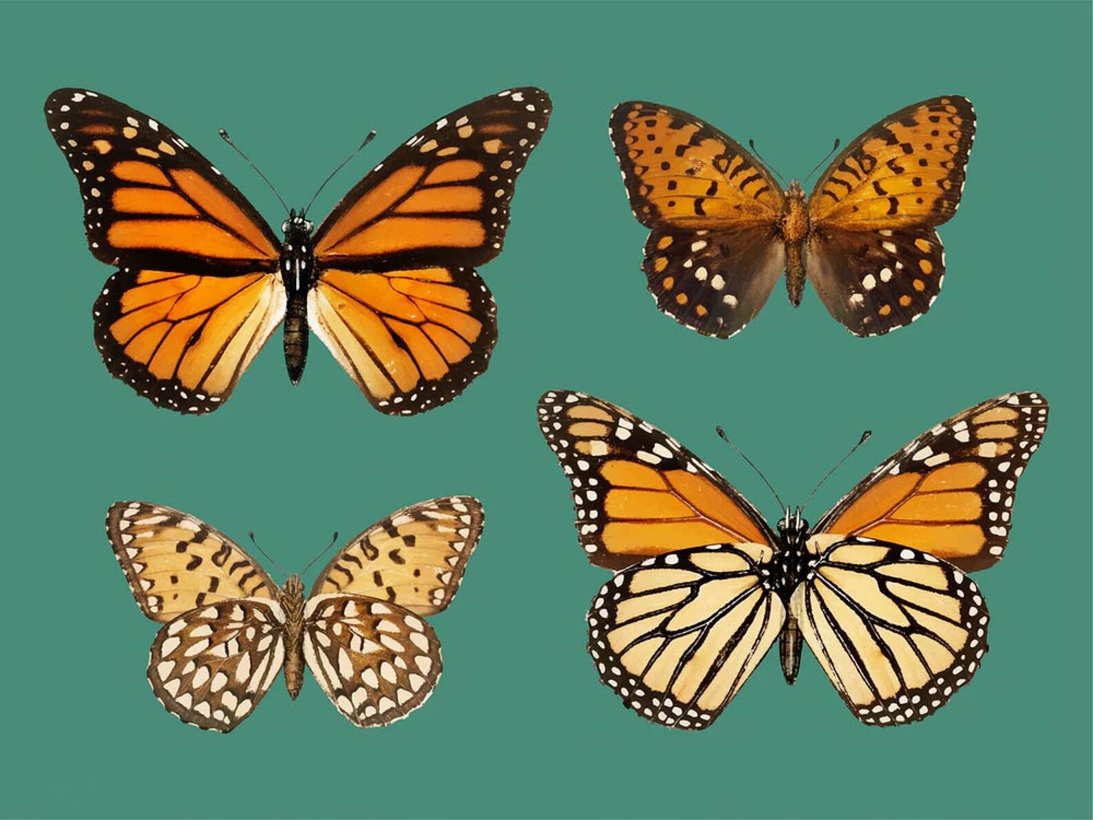 Monarch Butterfly Art print poster vintage art print poster | Etsy