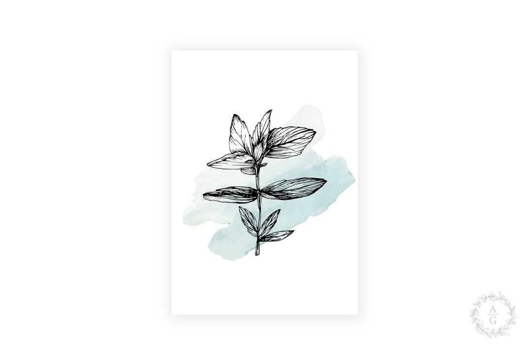 Basil Print Watercolour and Fine Line Botanical Print - Etsy