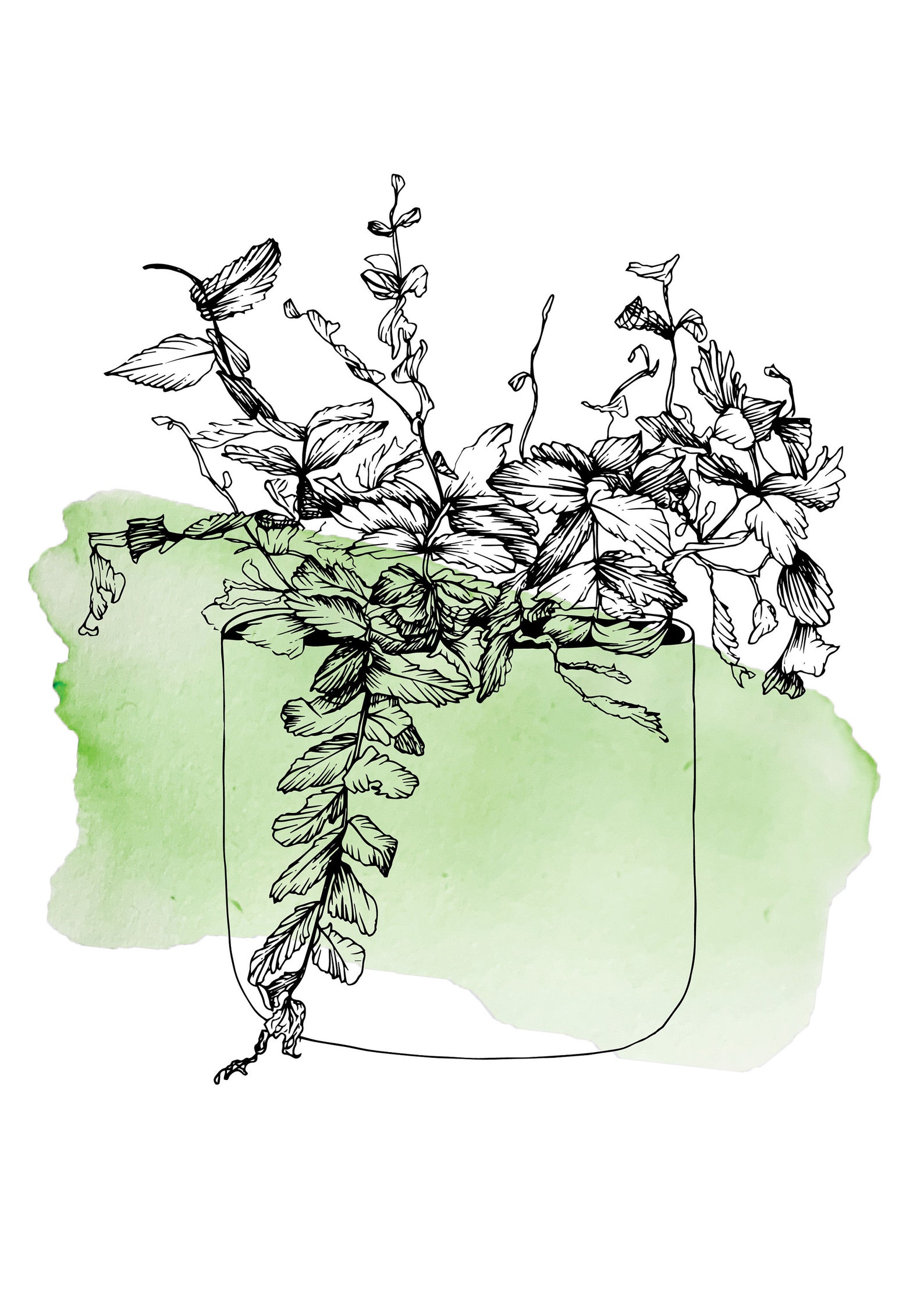 Potted Fern Watercolour Fine Line Drawing Botanical Fine Art Wall Print ...