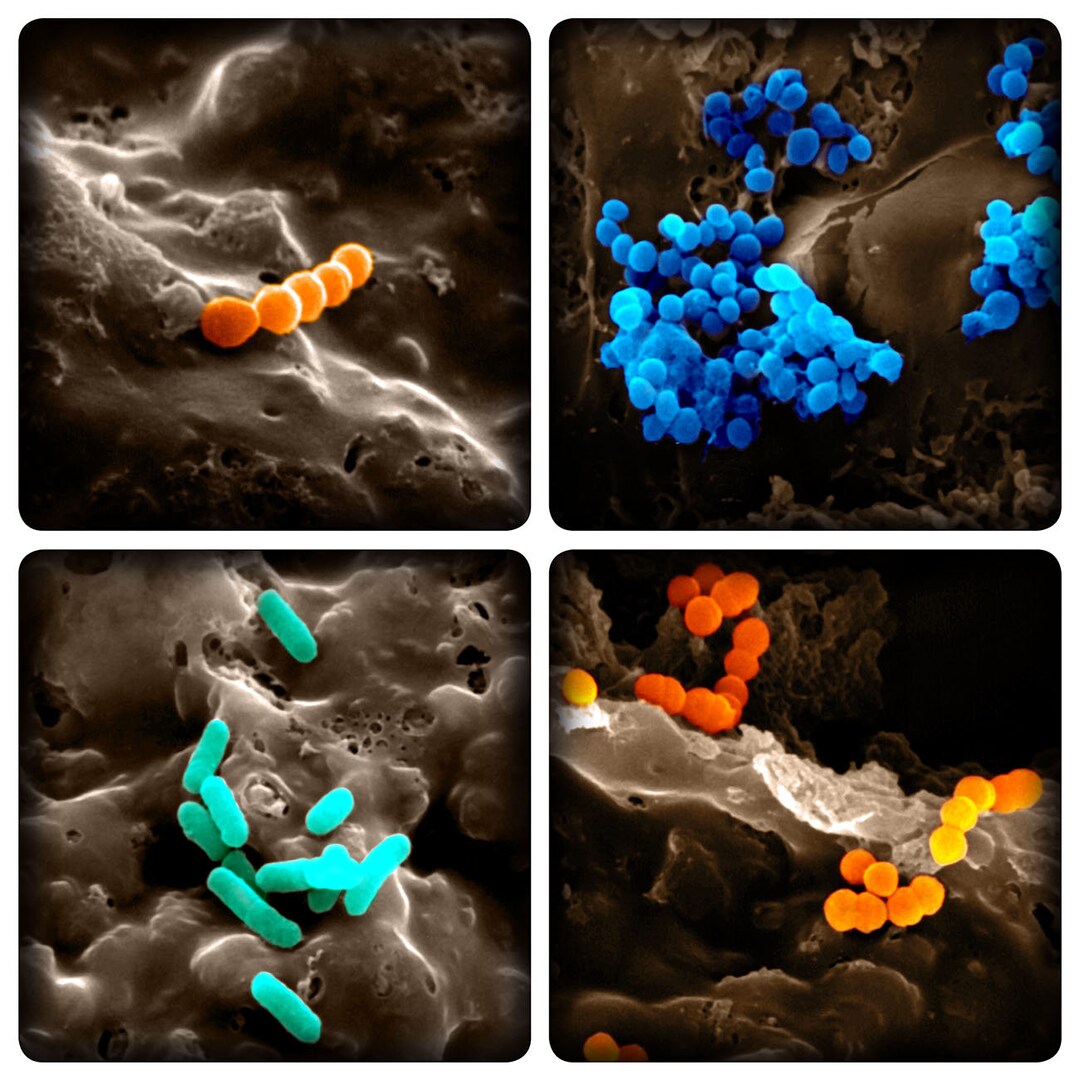 Bacteria EM 1 - Etsy