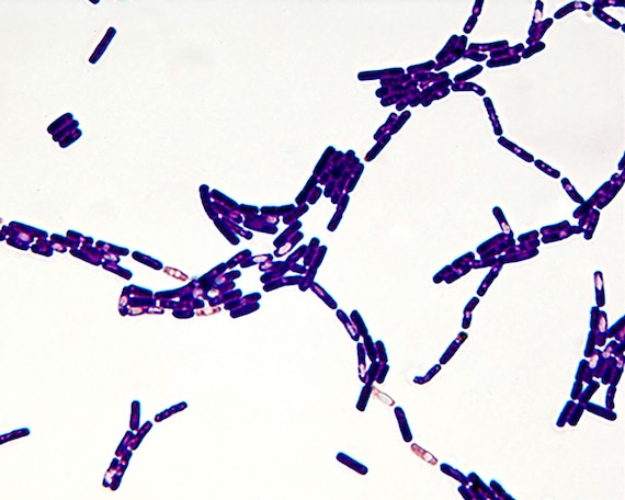 Gram Positive Bacillus Slide W M Gram Stain Walmart C