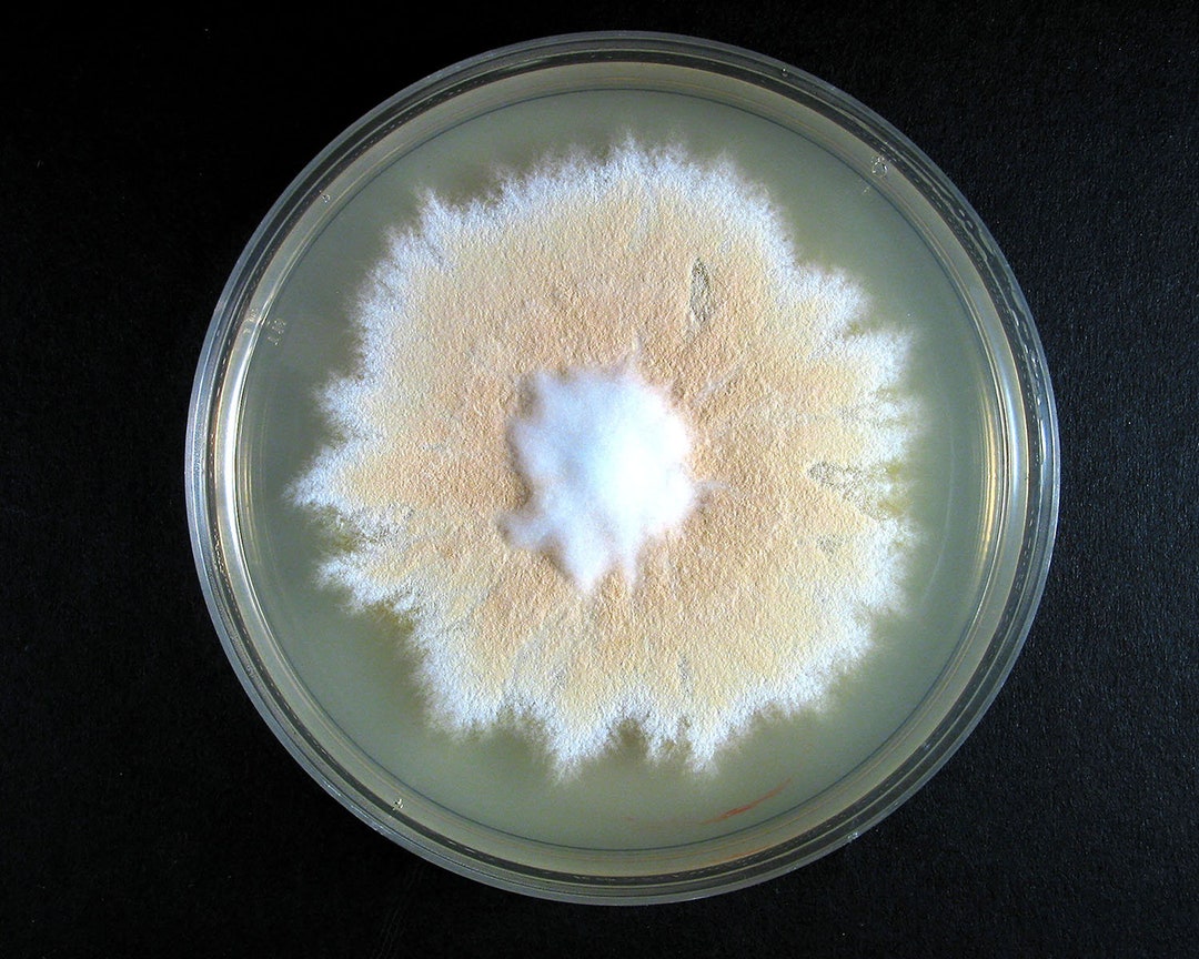 Microsporum Gypseum, Agar Plate - Etsy