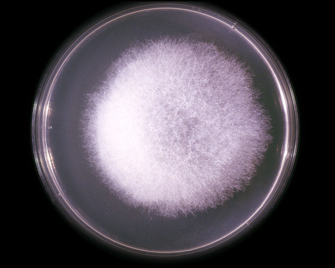 Absidia, Agar Plate - Etsy