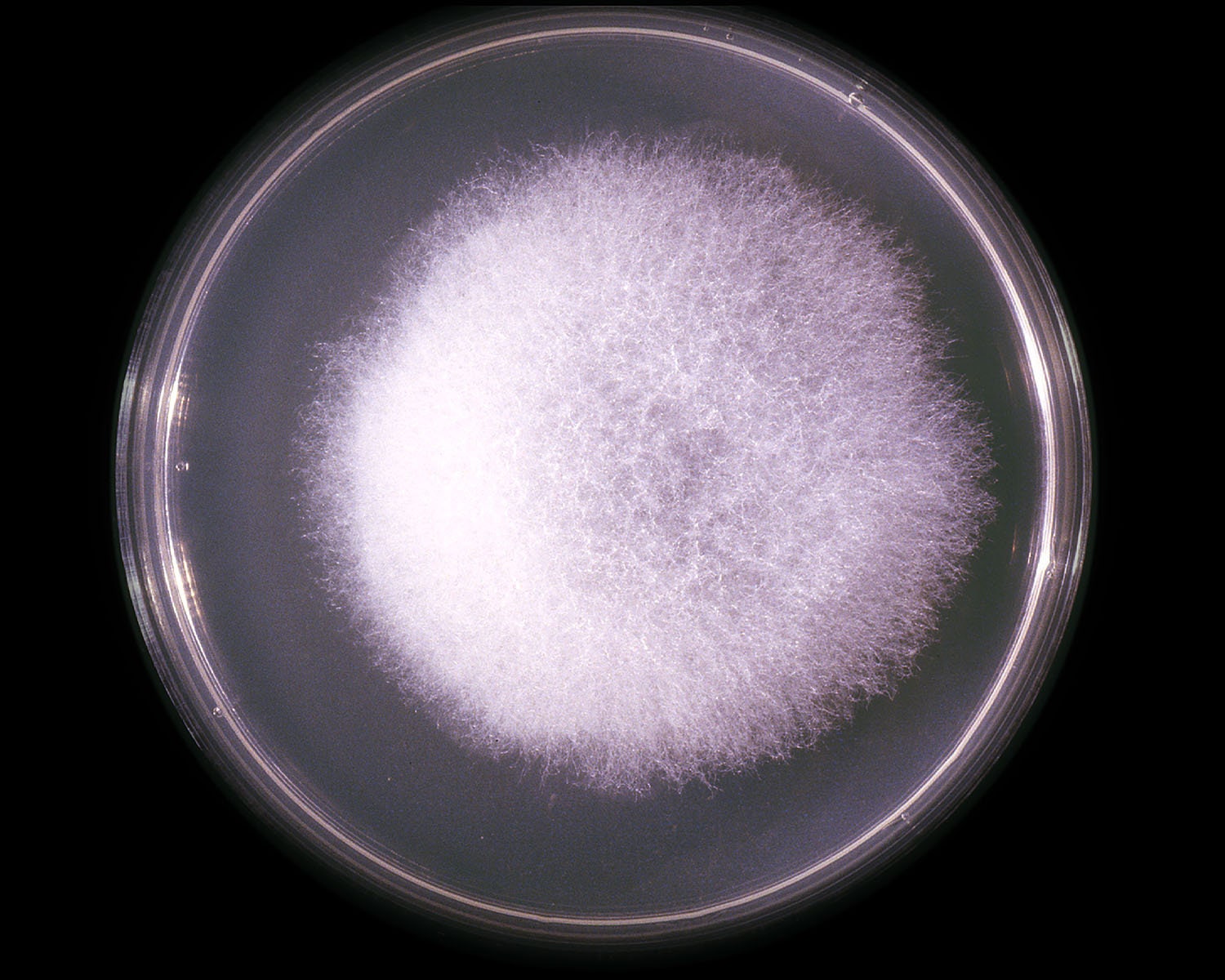 Absidia, Agar Plate - Etsy