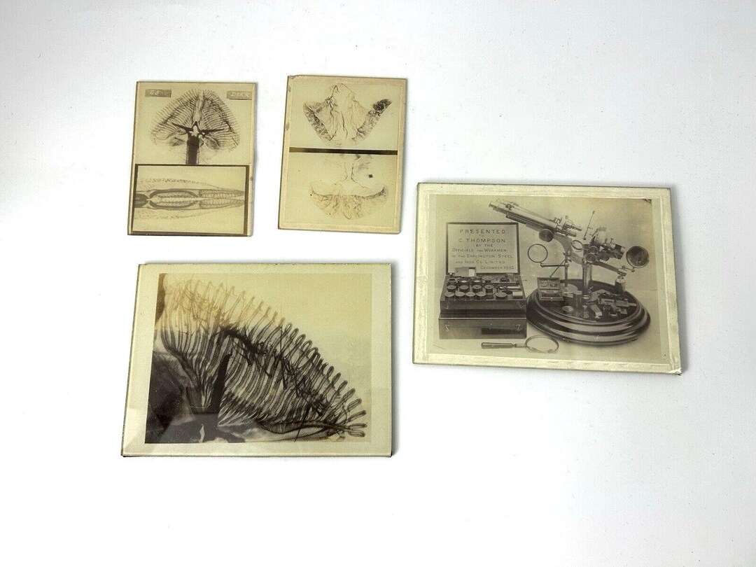 1800s Victorian Microscope Slide Pictures Original Mounted Images ...