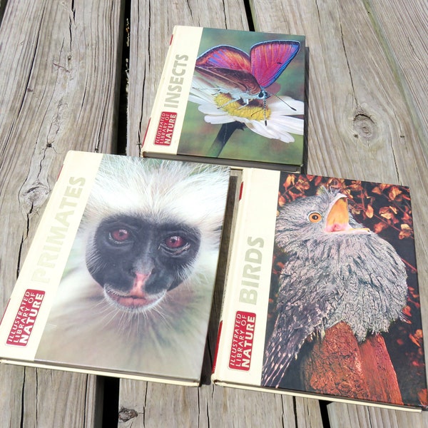 Illustrated Library - Etsy