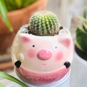 Cute Cactus Gift: Small Cactus in Ceramic Pink Pig Planter, Cactus ...