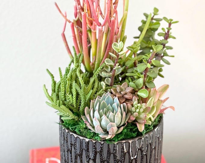 Live Colorful Succulent Arrangement in Ceramic Black Planter With ...