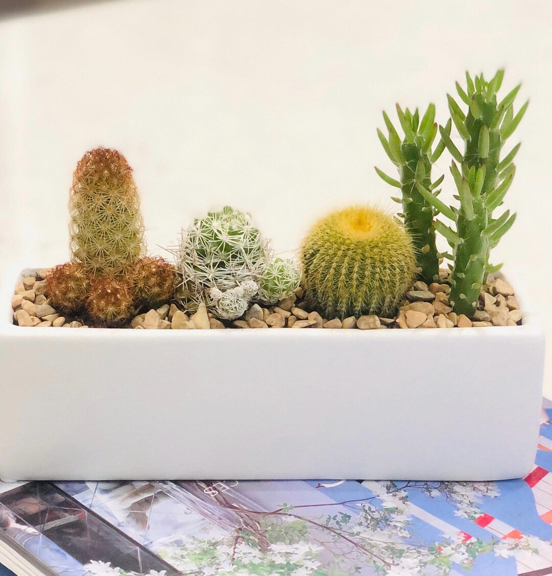 Live Cactus Arrangement: Cactus Garden in Mini Rectangle White Planter ...