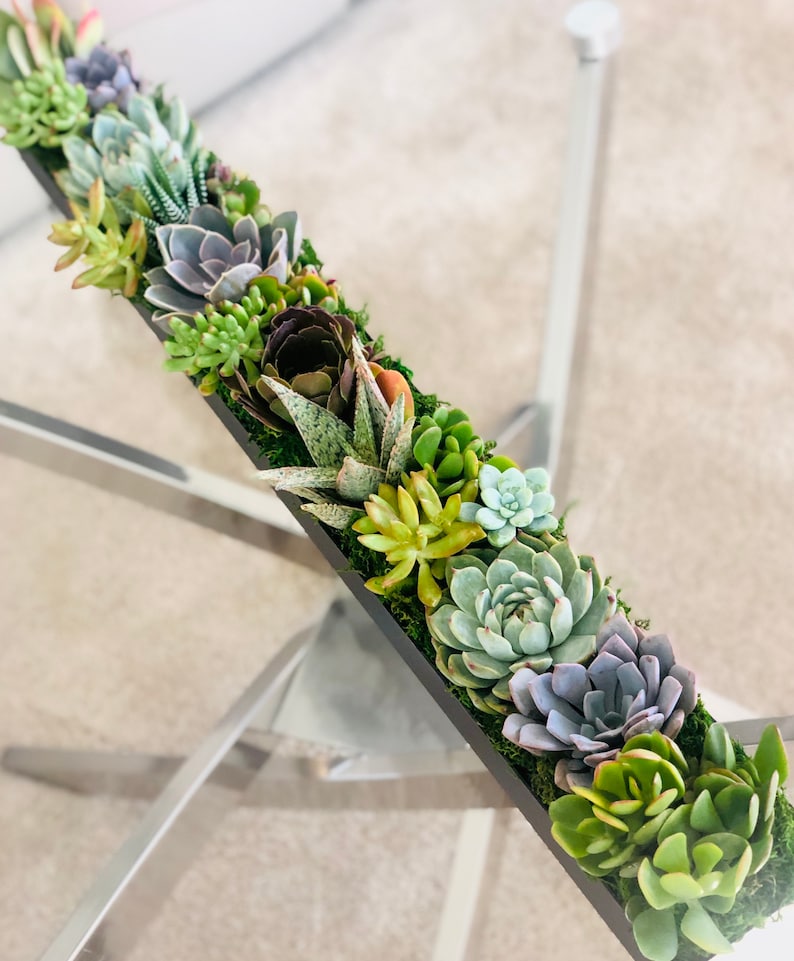 Colorful Live Succulent Arrangement in 32" Long Metal Planter (black ...