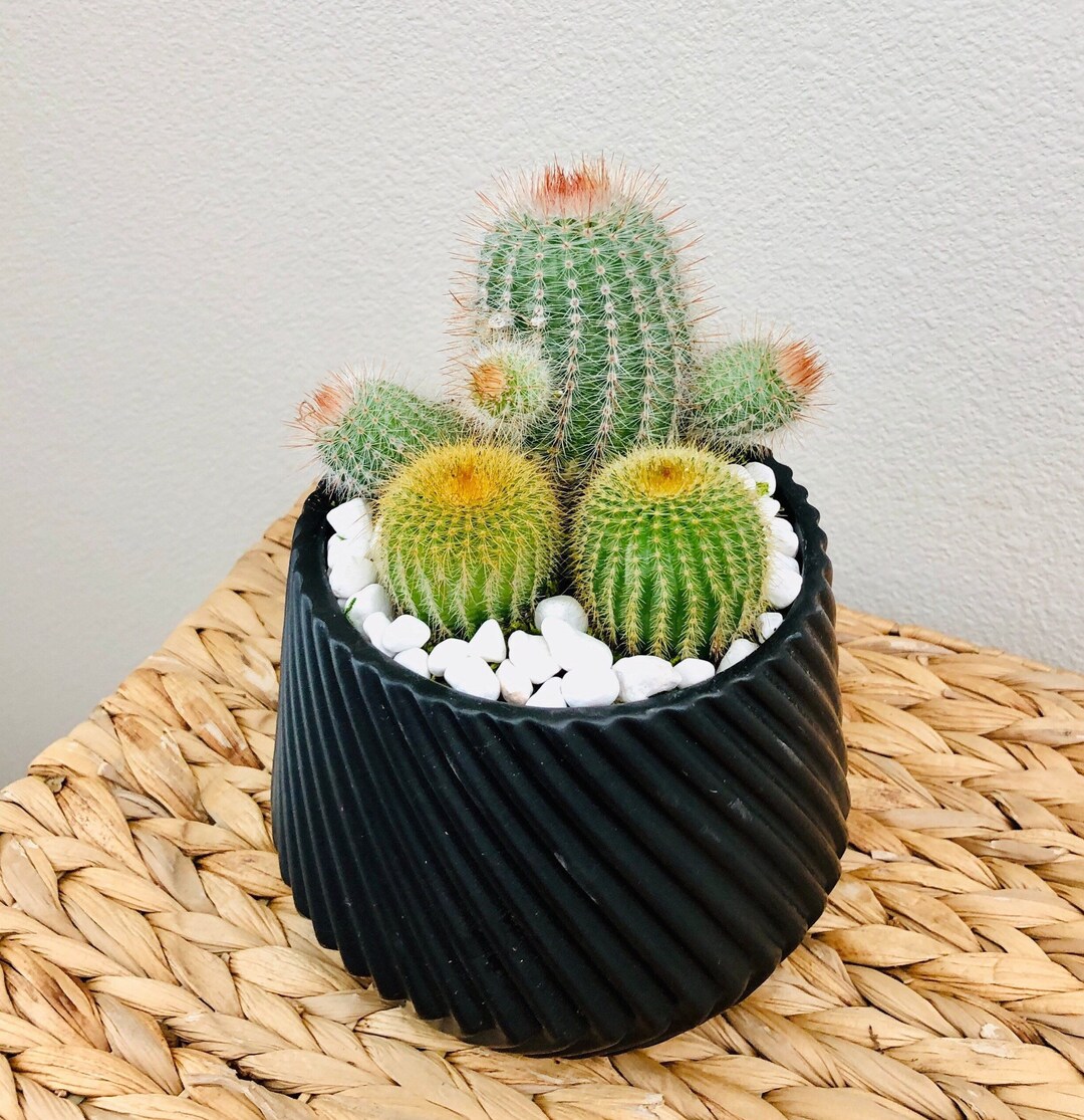 Fun Cactus Garden: Mix Cactus Arrangement in Black Pot, Golden Barrel ...