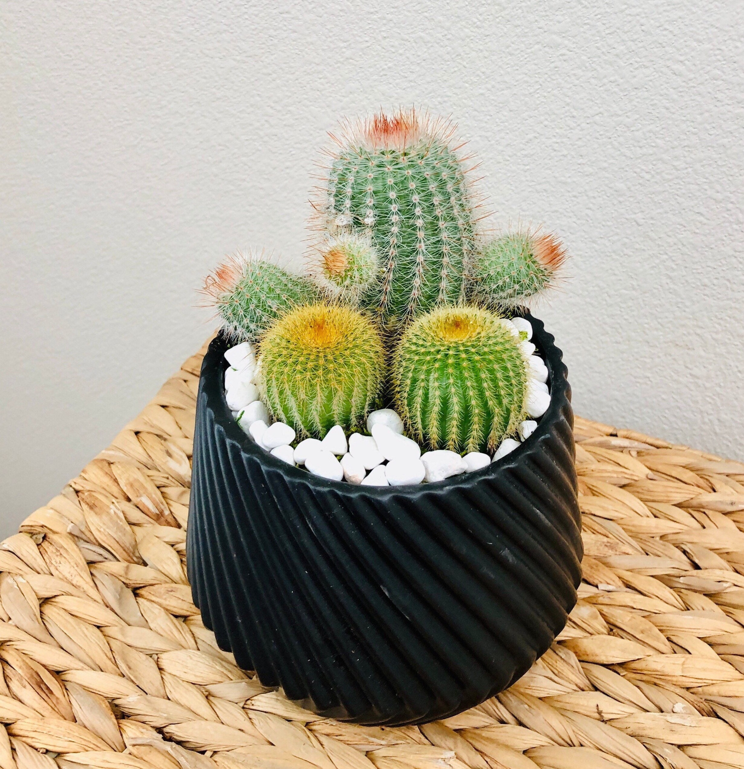 Fun Cactus Garden: Mix Cactus Arrangement in Black Pot Golden - Etsy