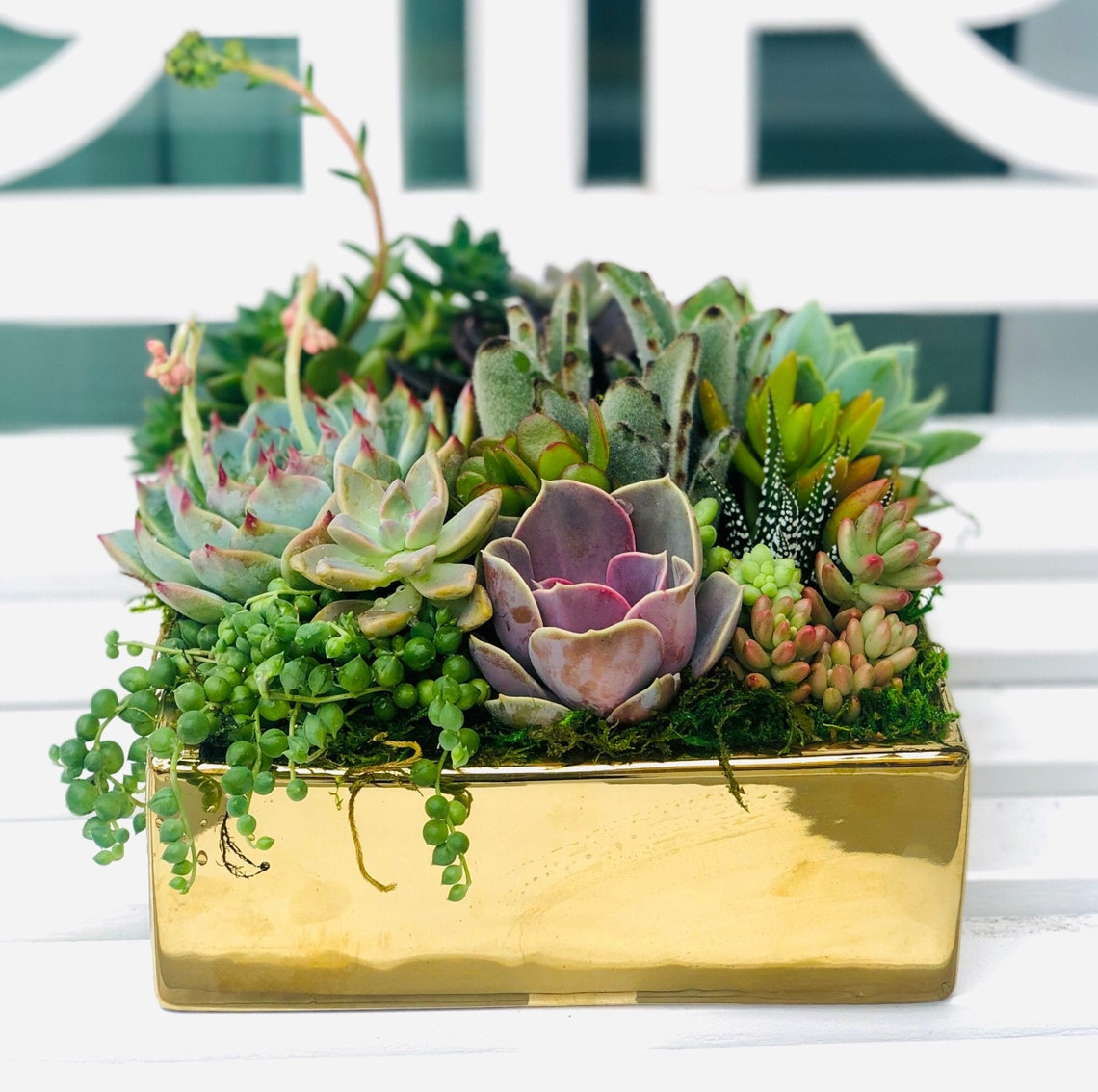 Live Succulent Arrangement in 8 Square Gold Planter - Etsy