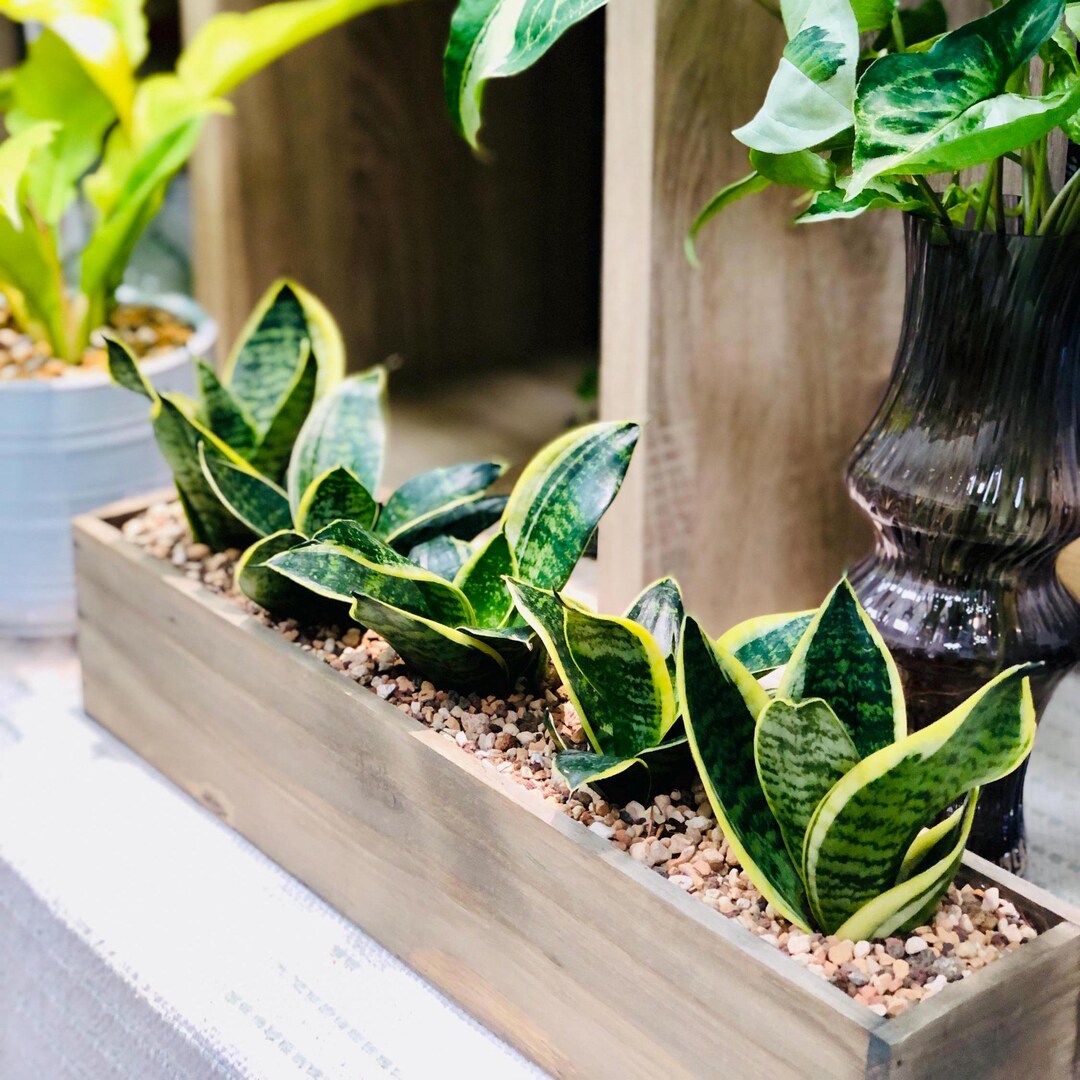 Live Snake Plants in 20 Long Rectangle Wood Box Planter, Dining Table ...
