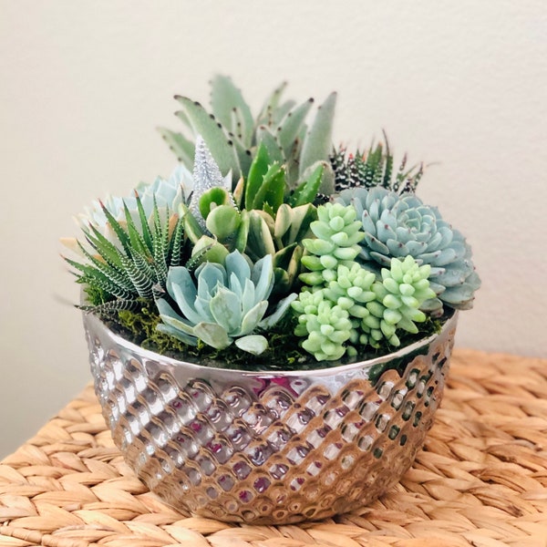 Silver Succulent - Etsy