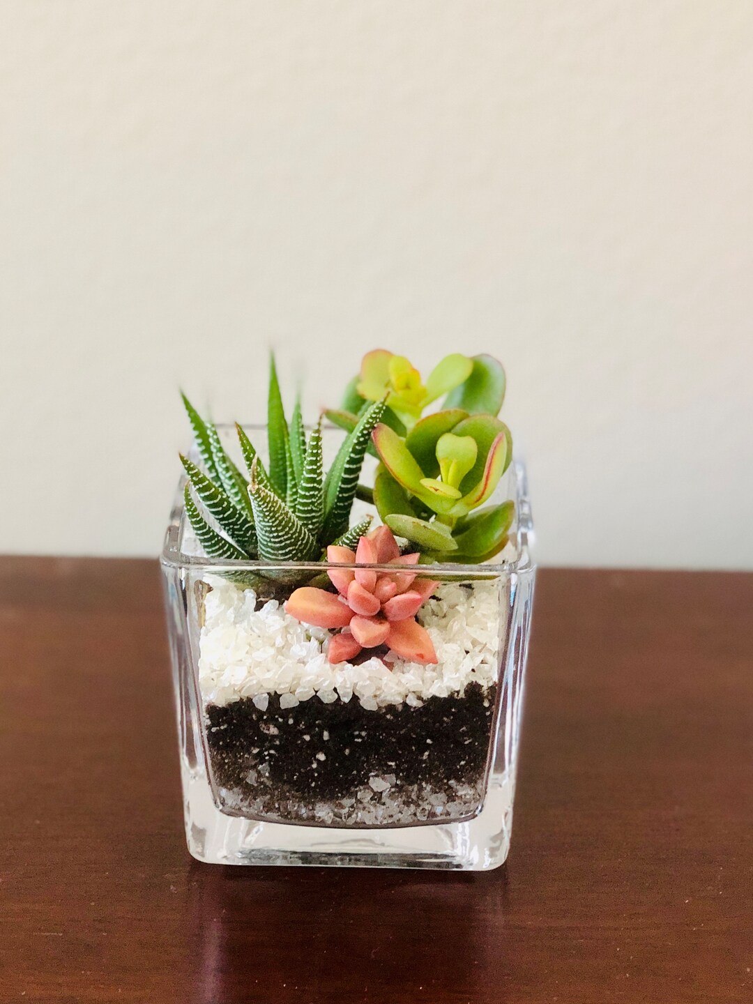 LIVE Small Succulent Arrangement Garden in 3" Glass Cube Planter ...