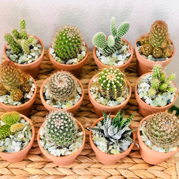 Cactus Party Favor - Etsy
