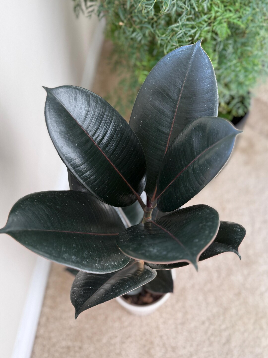 Live Ficus Elastica Tree (black Rubber Tree) in White Ceramic Planter ...