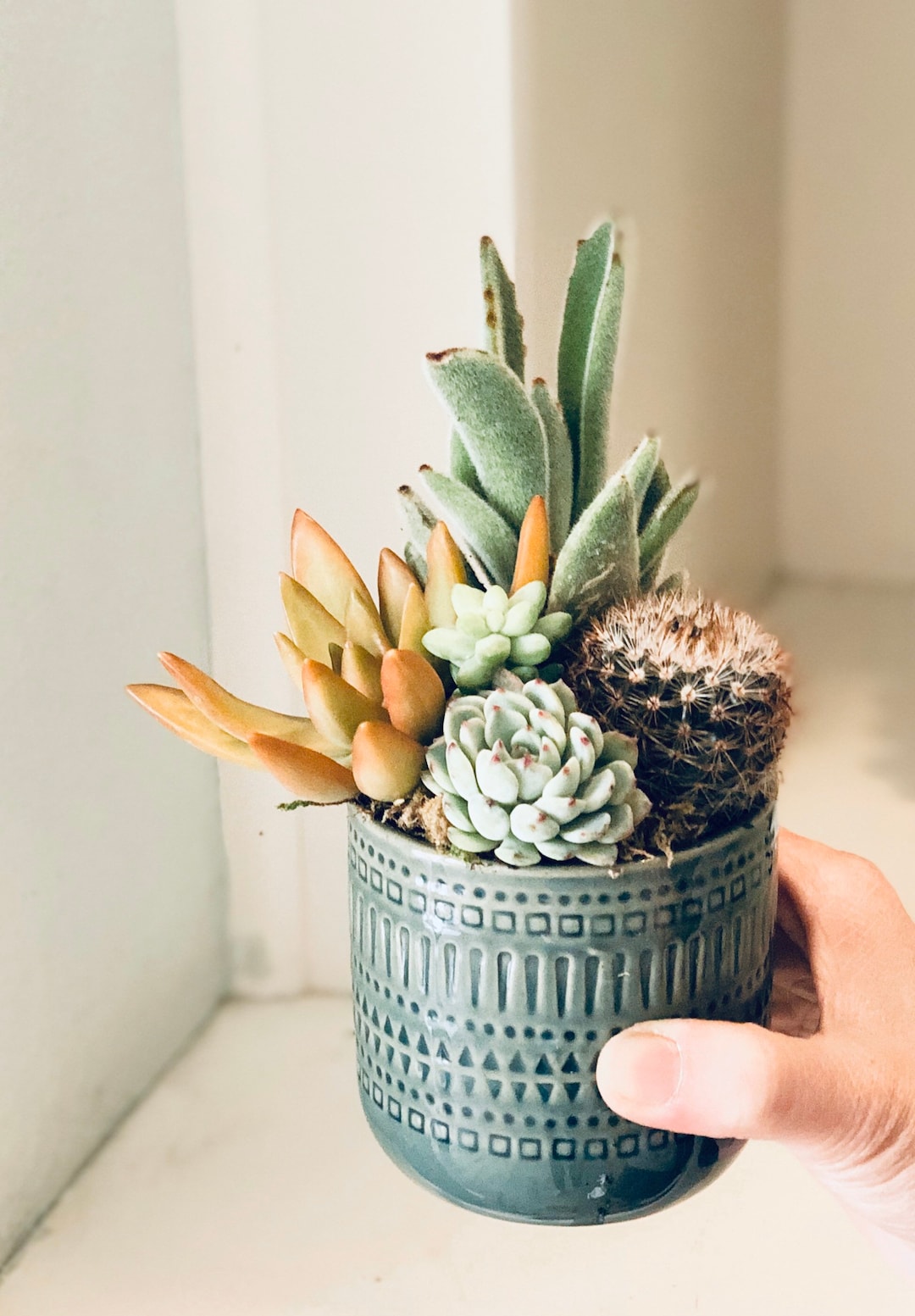 Mini Succulent Garden in Green Glazed Planter, Live Succulent ...