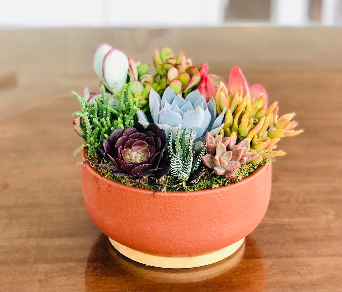 Fall Color Succulent Garden: Large Live Succulent Arrangement - Etsy