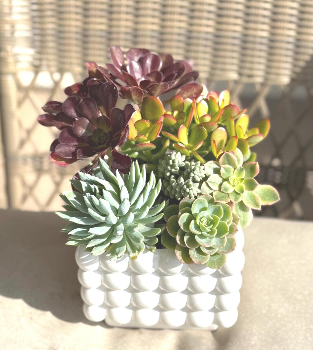 Colorful Live Succulent Arrangement: White Ceramic Cube Planter - Etsy