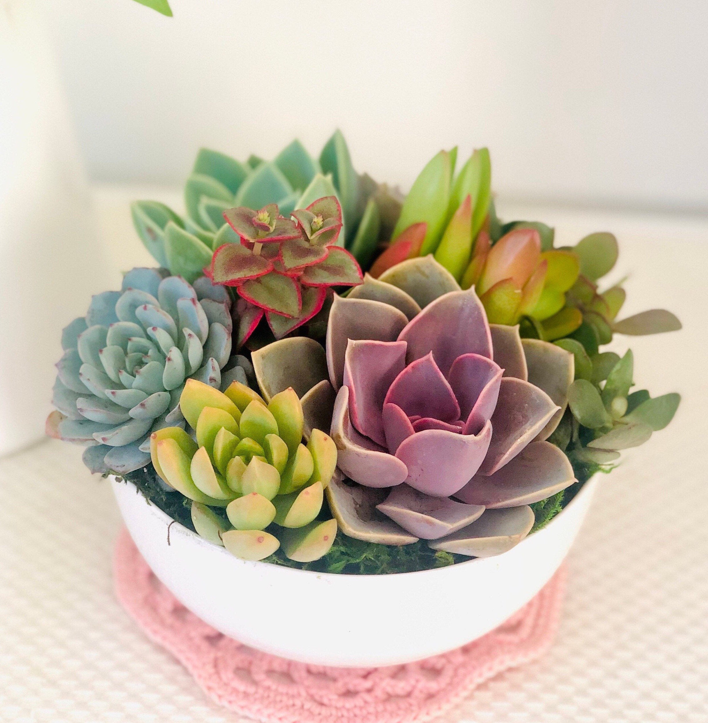 Colorful Live Succulent Arrangement in White Ceramic Bowl (6" or 7 ...