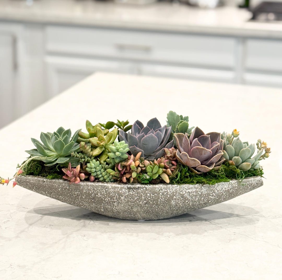 Colorful Succulents in 15" Long Cement Boat Shaped Planter – Modern ...