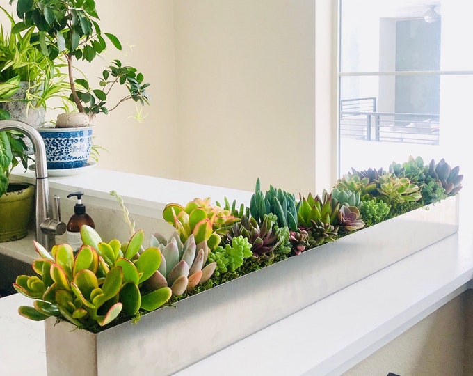 Large Live Trough Succulent Arrangement Planter, Real Succulents, Wood ...
