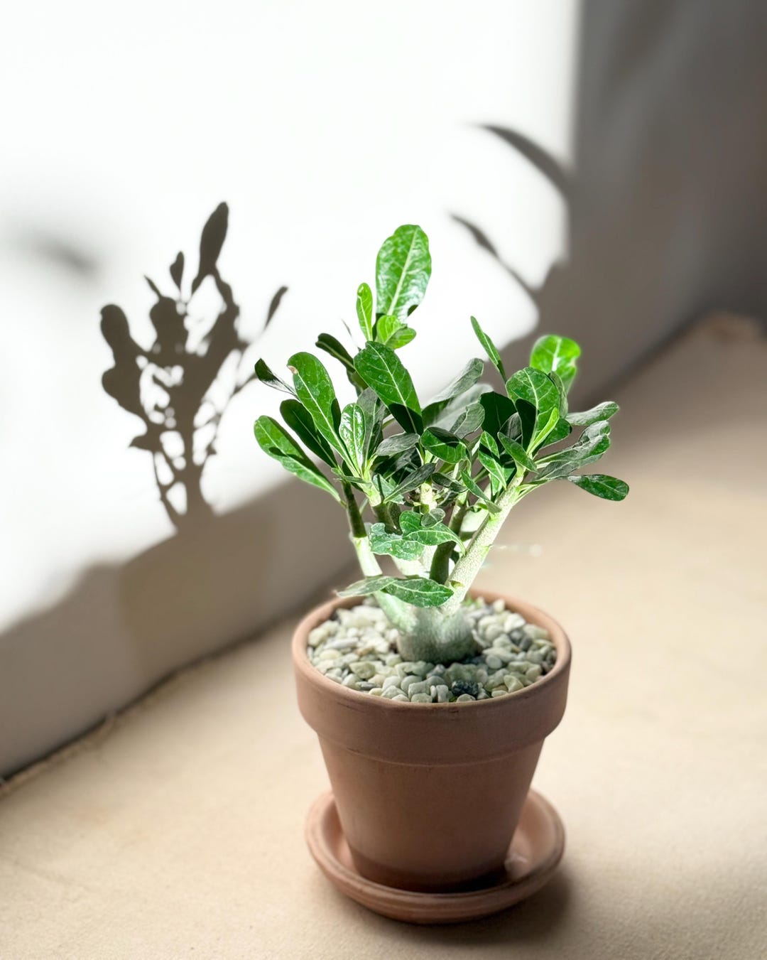 Desert Rose Adenium: Caudex Plant in 4