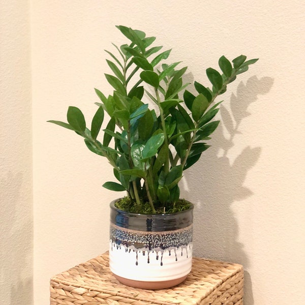 Live Indoor Plants - Etsy