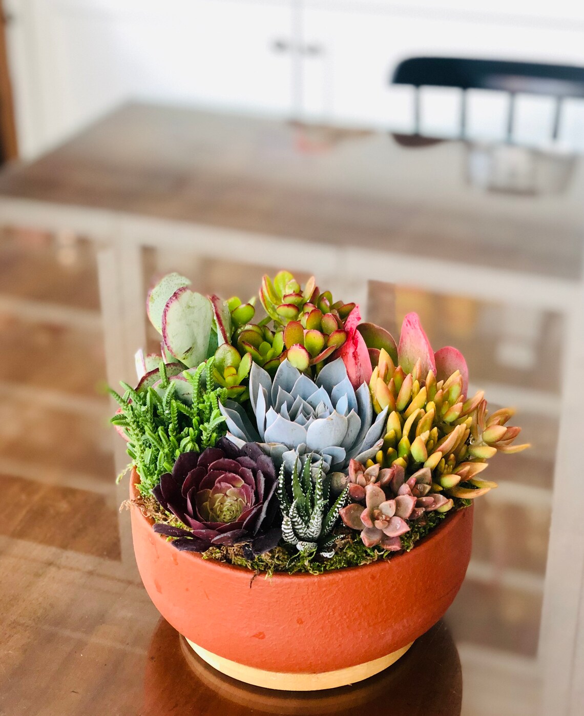Fall Color Succulent Garden: Large Live Succulent Arrangement - Etsy