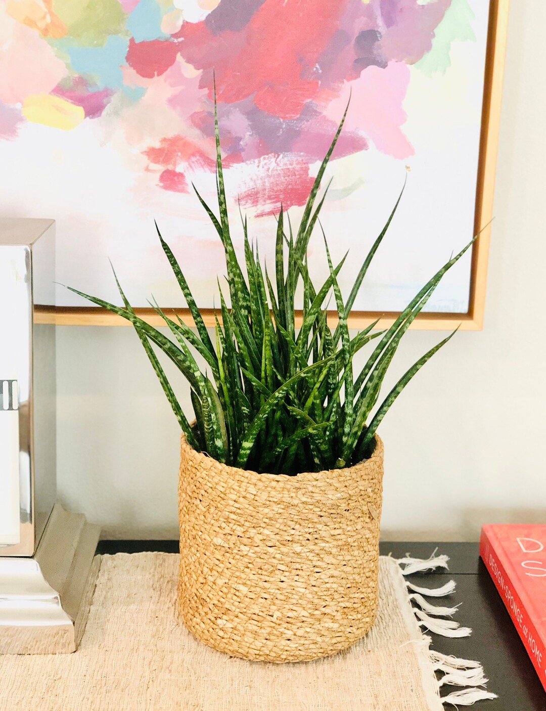 No.1 Easy Cared Live Snake Plant 6 Sansevieria Fernwood - Etsy