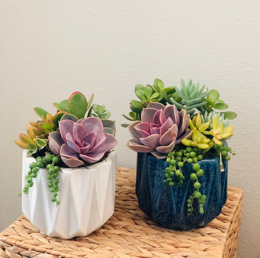 Colorful Succulent Arrangement: Live Plant in Blue (white or Pink ...