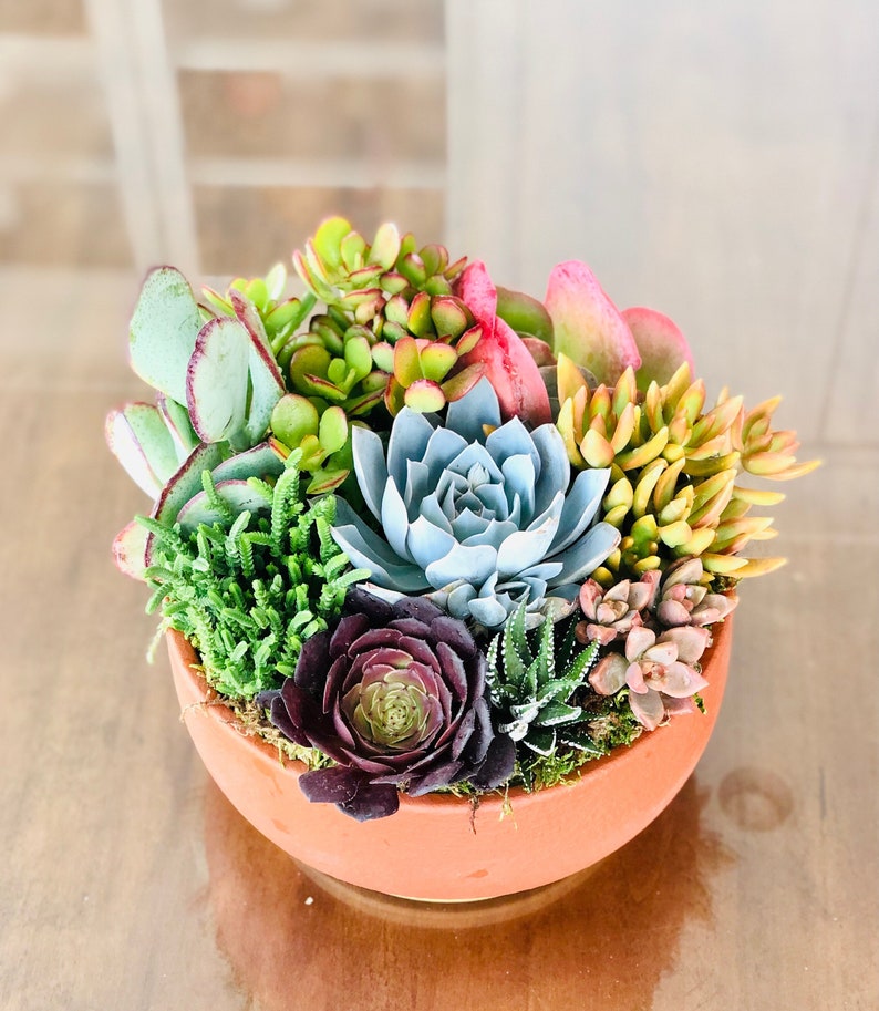 Fall Color Succulent Garden: Large Live Succulent Arrangement - Etsy