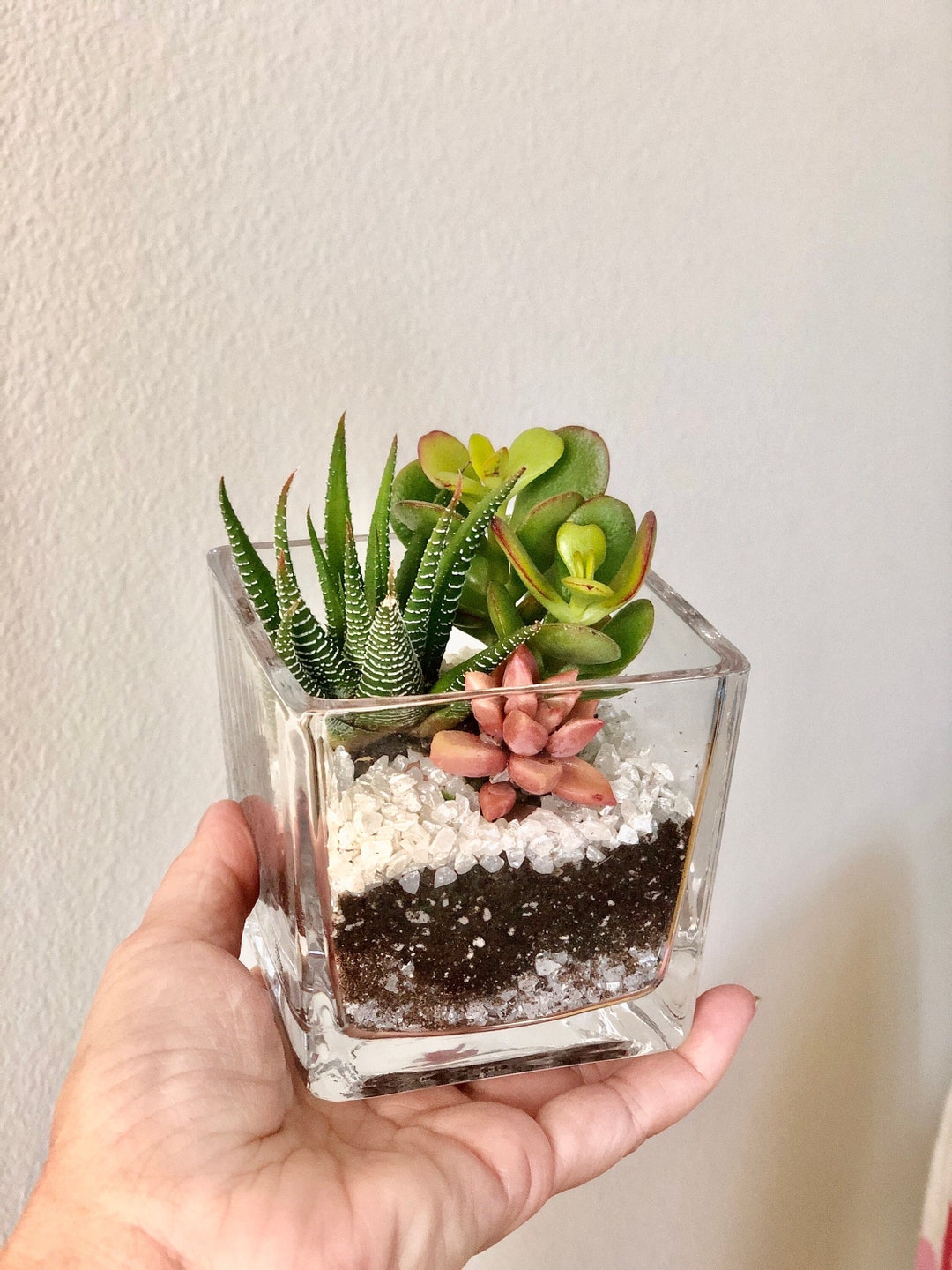 LIVE Small Succulent Arrangement Garden in 3" Glass Cube Planter ...