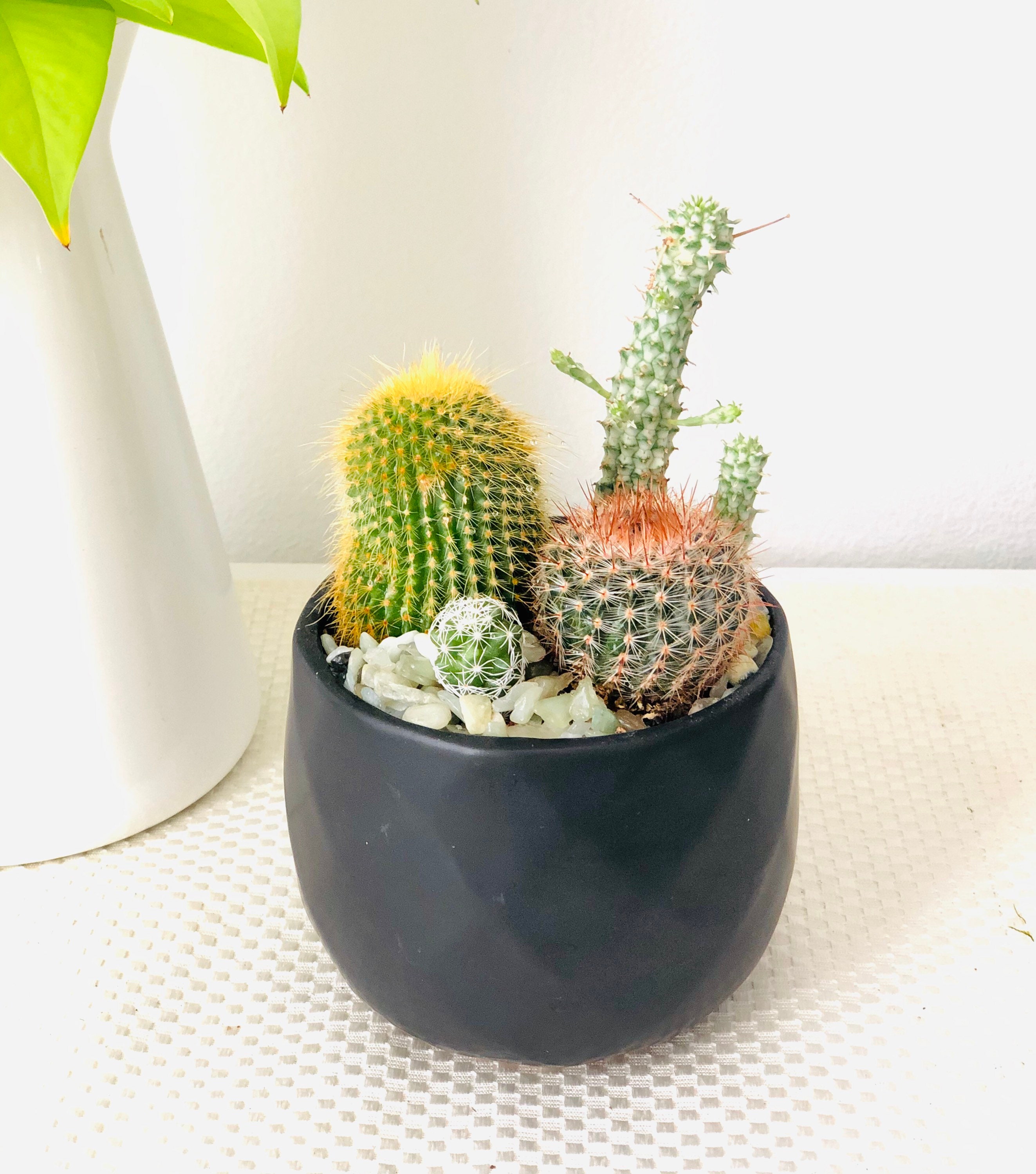 Live Potted Cactus Arrangement in Modern Black Ceramic Round - Etsy