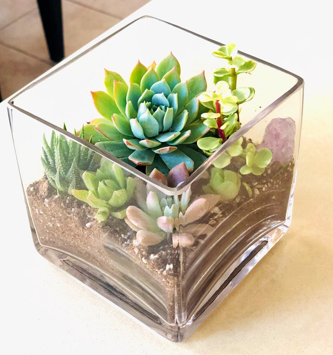 Live Succulent Garden: 5" Glass Cube Planter, Tabletop Terrarium - Etsy