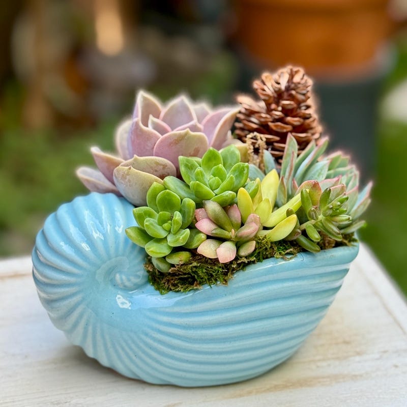 Shell Arrangements - Etsy