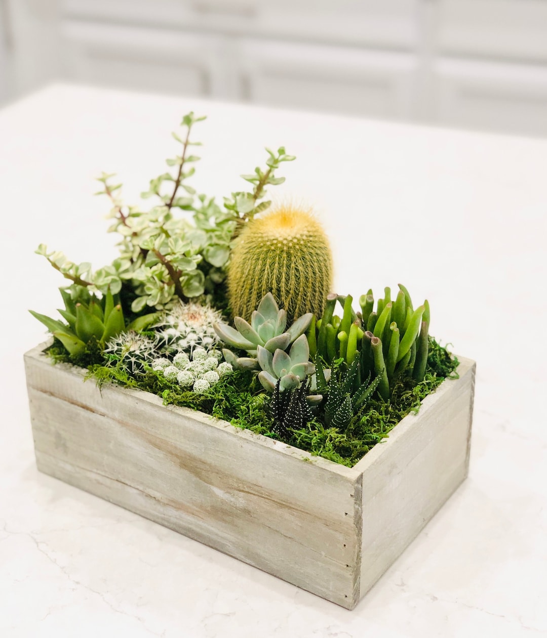 The BOX: Live Golden Cactus and Succulent Arrangement in Whitewashed ...