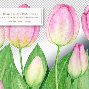 Watercolor Tulip Clipart PNG, Spring Pink Tulips Flowers Clip Art ...