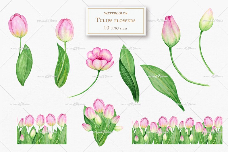 Watercolor Tulip Clipart PNG, Spring Pink Tulips Flowers Clip Art ...