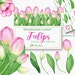 Watercolor Tulip Clipart PNG, Spring Pink Tulips Flowers Clip Art ...