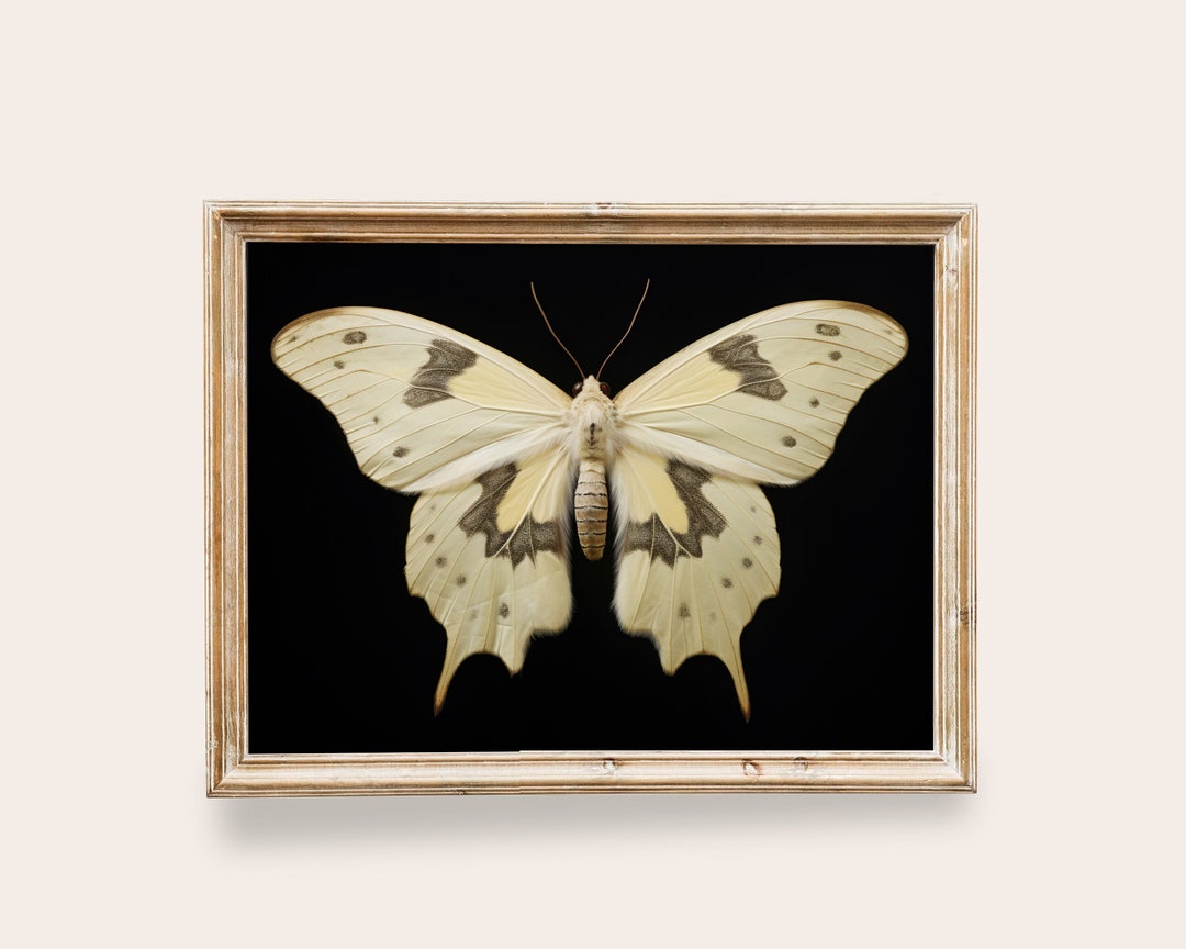 White Moth Victorian Art, Butterfly Art, Vintage PRINTABLE Wall Art ...