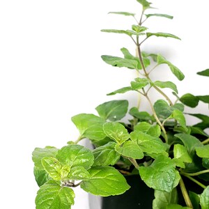 Yerba Buena, Clinopodium Douglasii, 100% Real Yerba Buena Plant in a ...