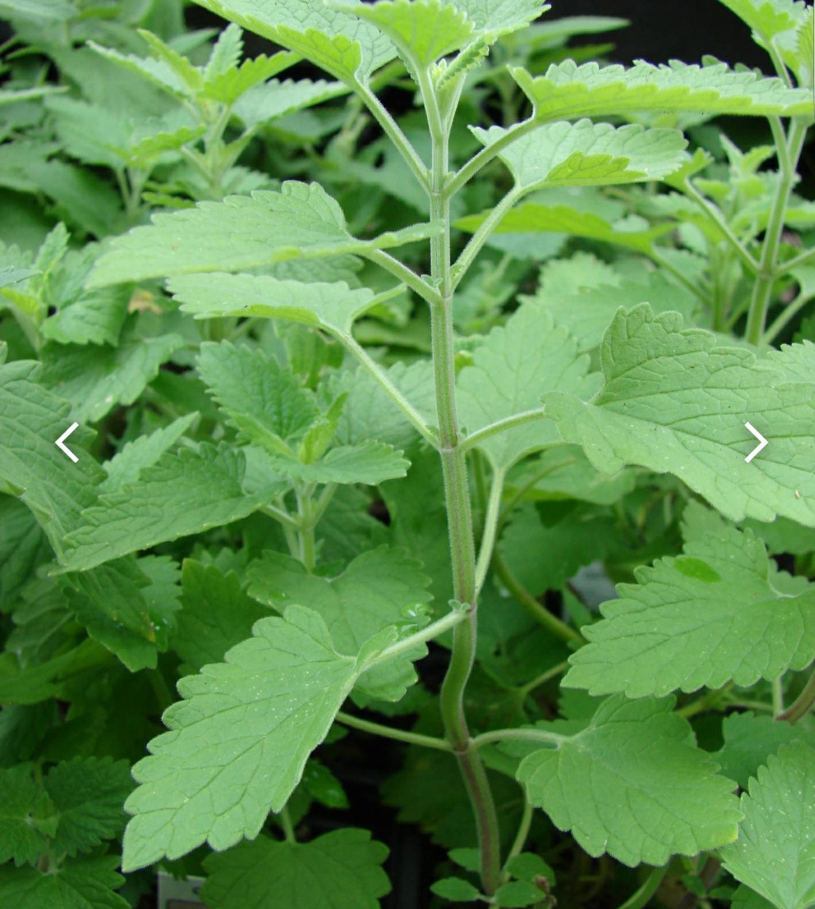 Catnip Live Plant Catnip In A 3in Pot Healthy Plant Etsy