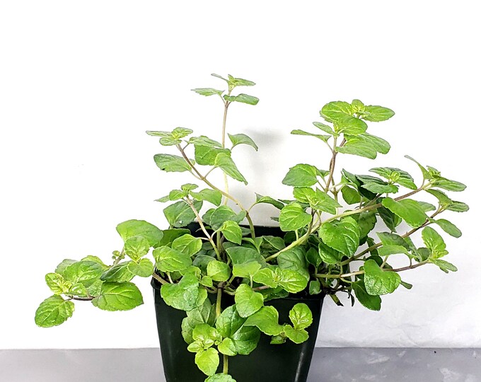 Yerba Buena, Clinopodium Douglasii, 100% Real Yerba Buena Plant in a ...