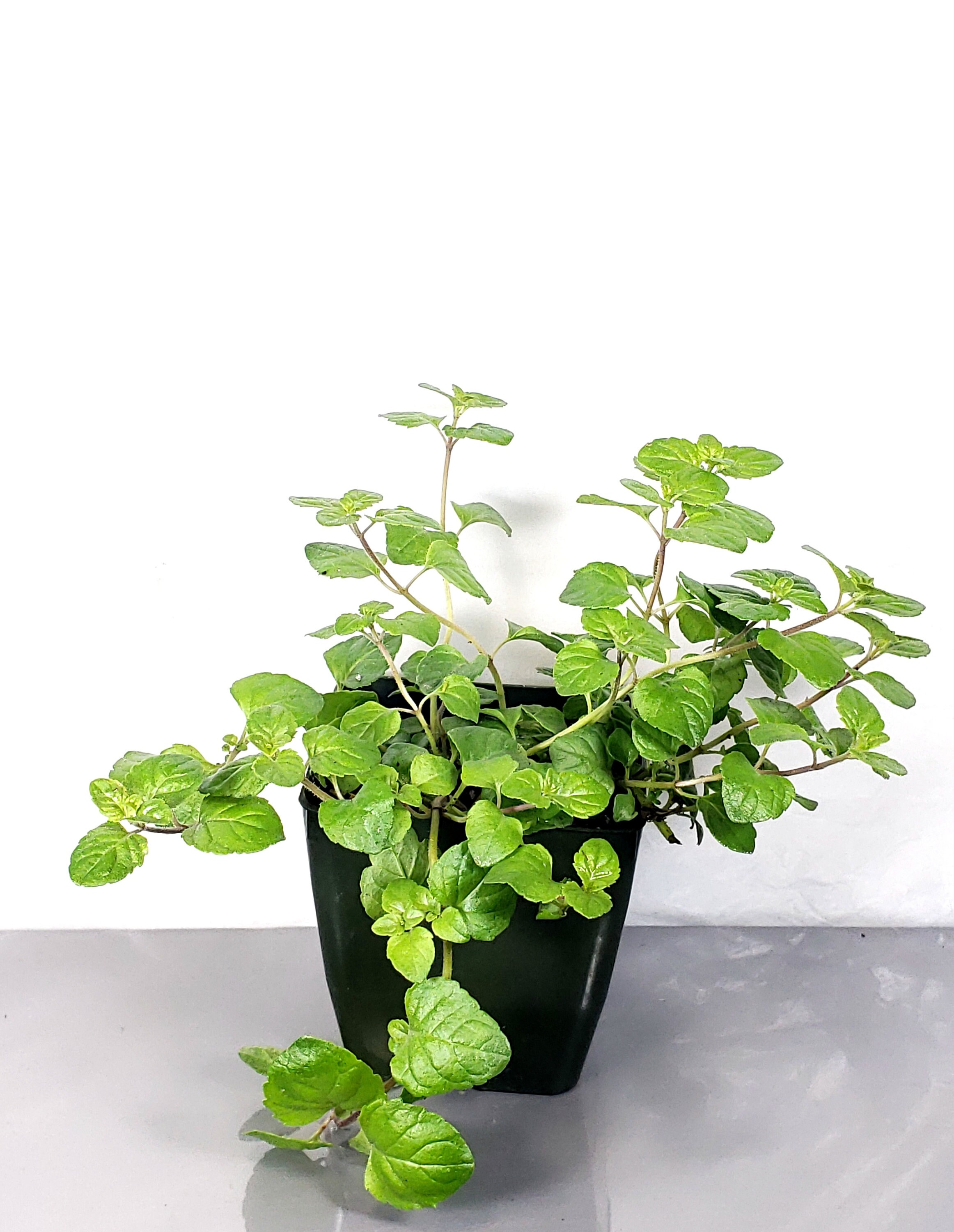 Yerba Buena, Clinopodium Douglasii, 100% Real Yerba Buena Plant in a ...